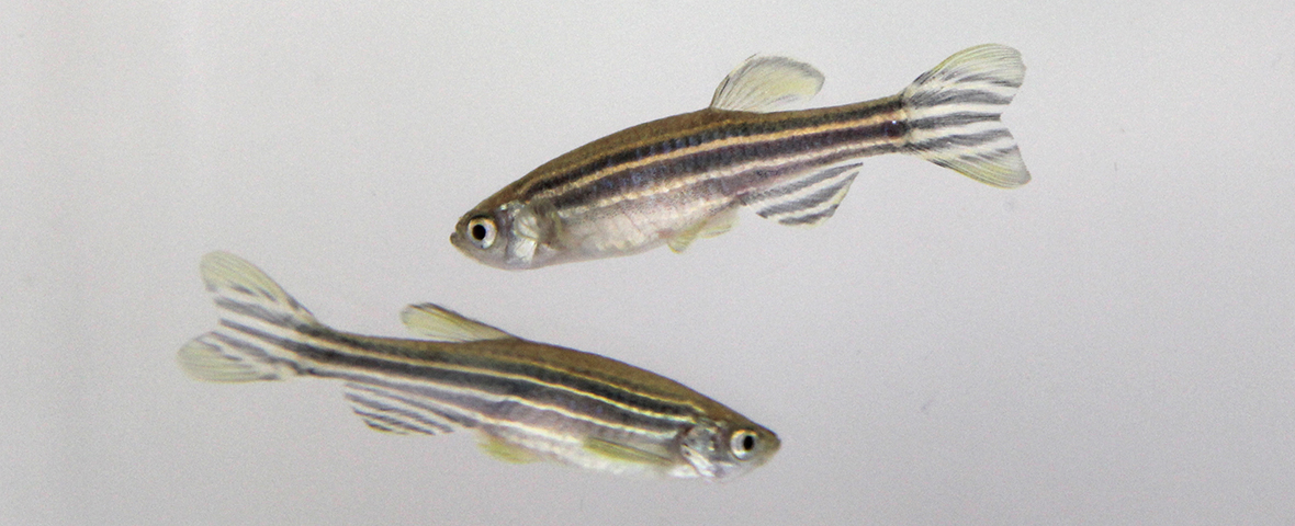 Zebrafish Laboratory | Jabatan Anatomi Fakulti Perubatan
