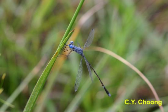 Odonata of Peninsular Malaysia