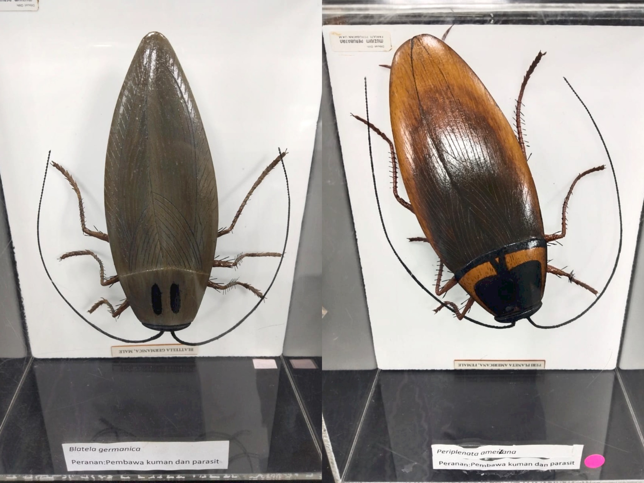 FAKTOR KEBERSIHAN ATASI LIPAS, PENYAKIT BAWAAN - Faculty of Medicine UKM