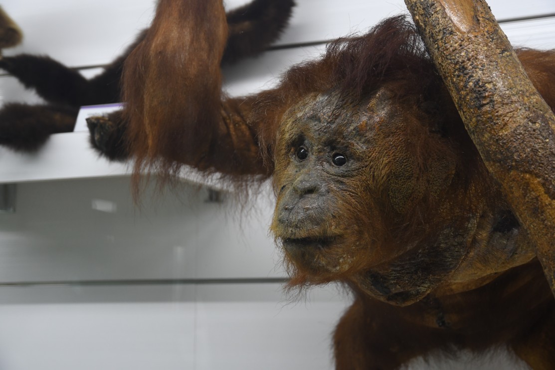 Introduction – Muzium Sejarah Alam