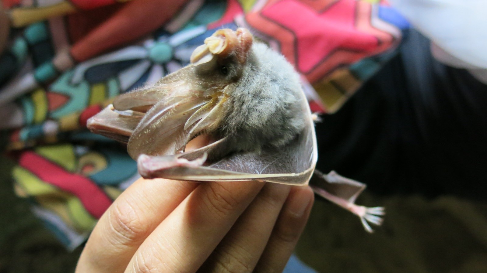 Kajian Kepelbagaian Kelawar di Pulau Dayang Bunting | Langkawi Research ...