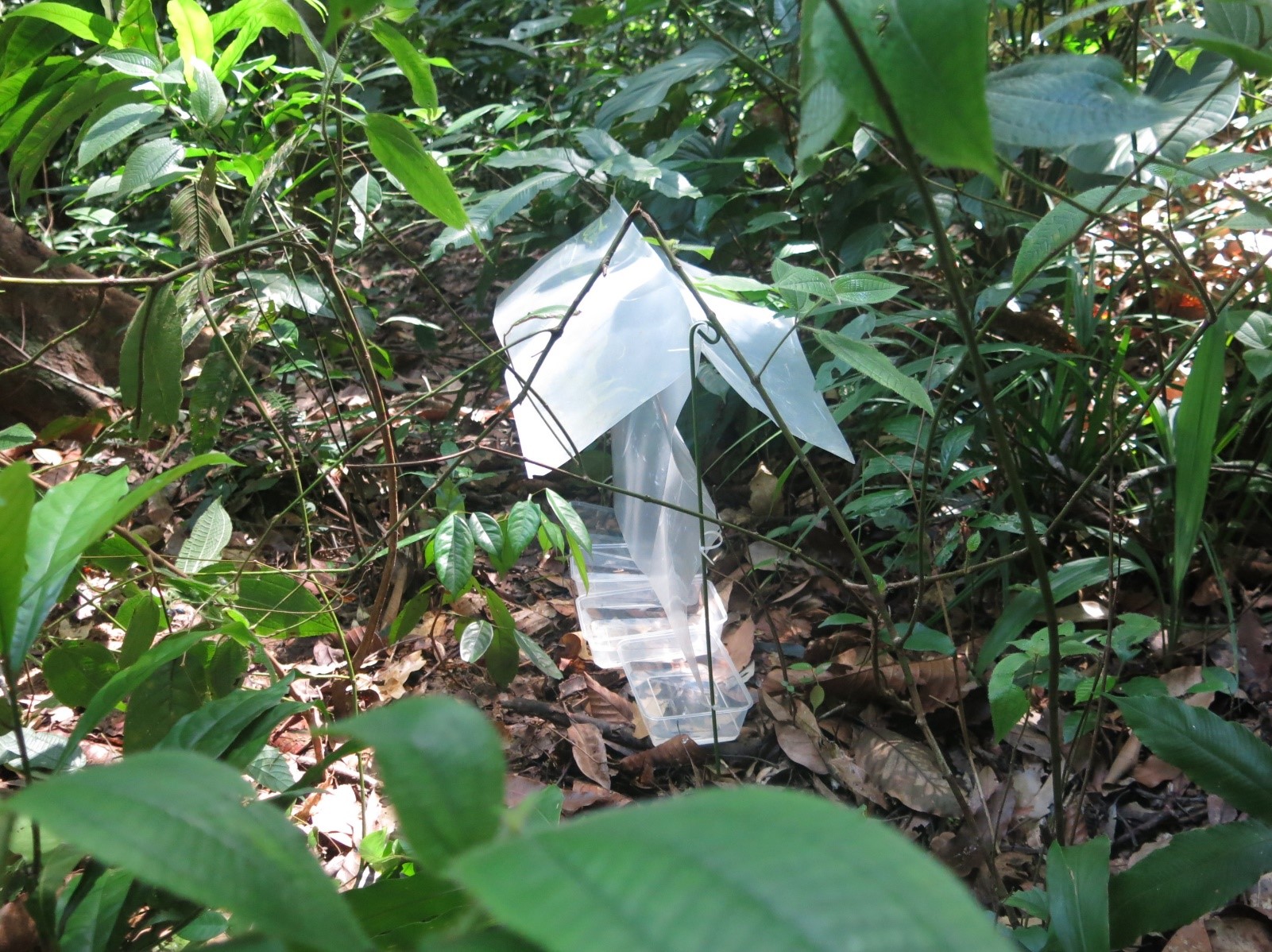 Kerja Lapangan Persampelan dan Penyediaan Spesimen bagi Kajian Kumbang ...