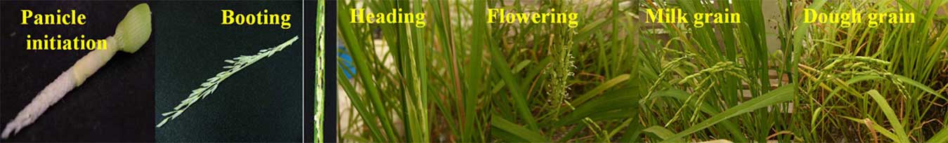 Study #4 – Malaysian Rice Project