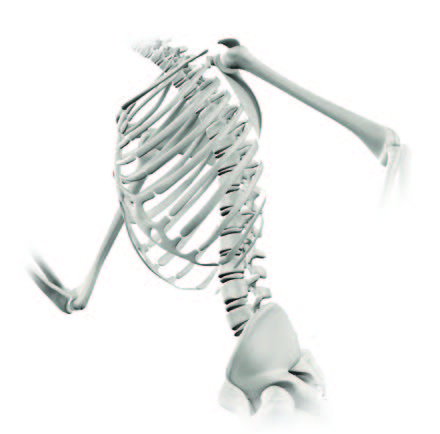Bone Metabolism - Secretariat of Research & Innovation Faculty of Medicine