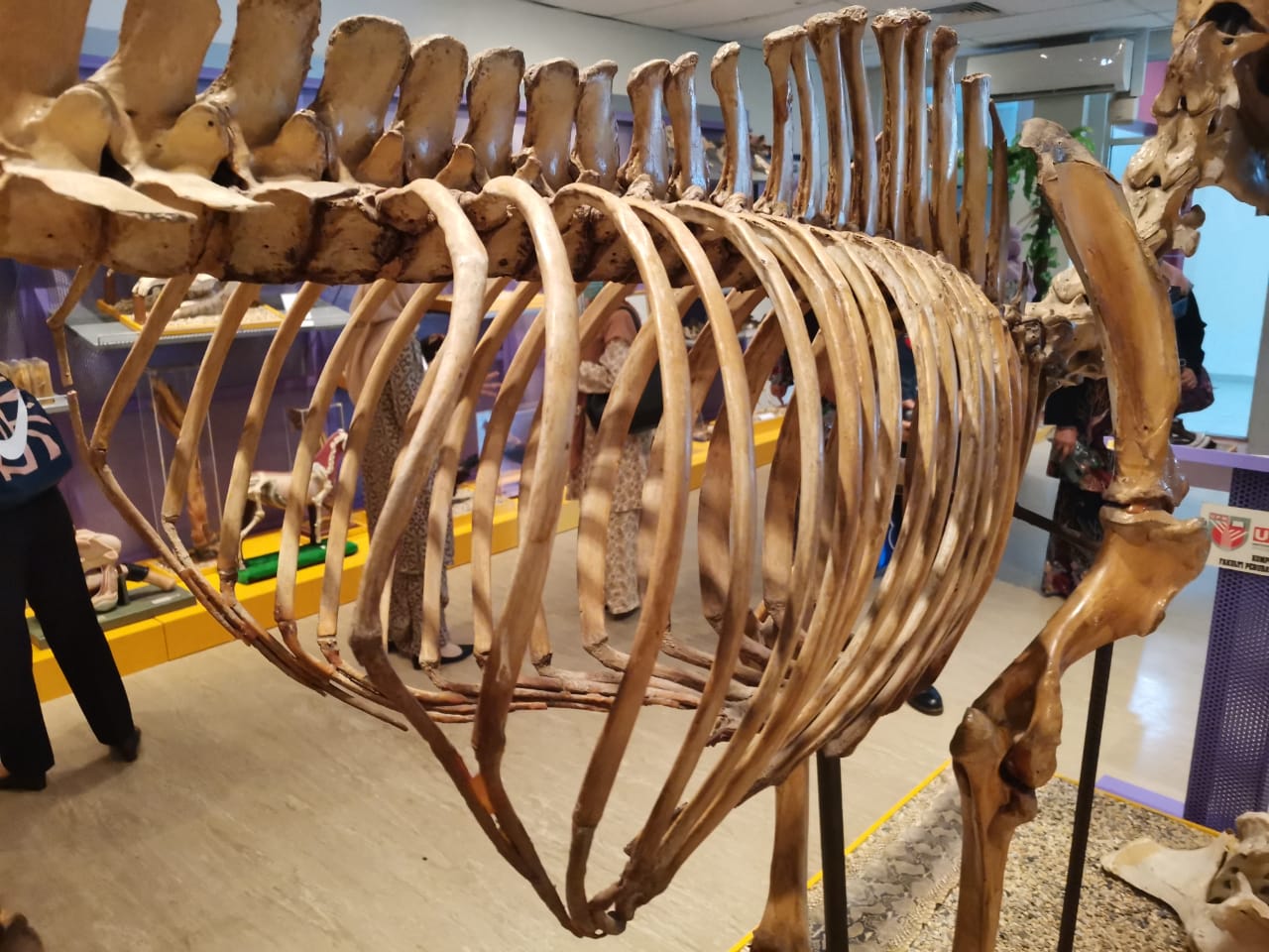 UPM Anatomy (Veterinar) Museum Tour - Sekretariat Pengajian Prasiswazah