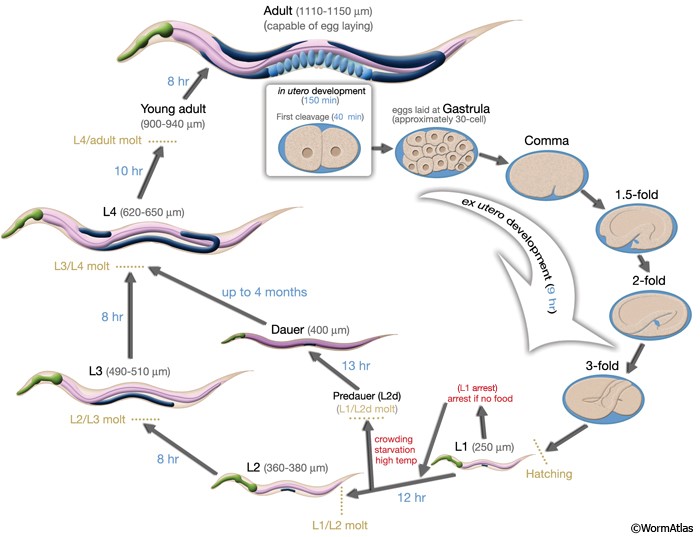 Caenorhabditis elegans: a Model Organism for Research | UKM Medical ...