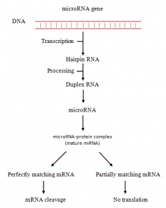 microRNA at a glance | UKM Medical Molecular Biology Institute