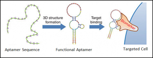 Aptamer, the new molecule in town: You can create your own and even ...