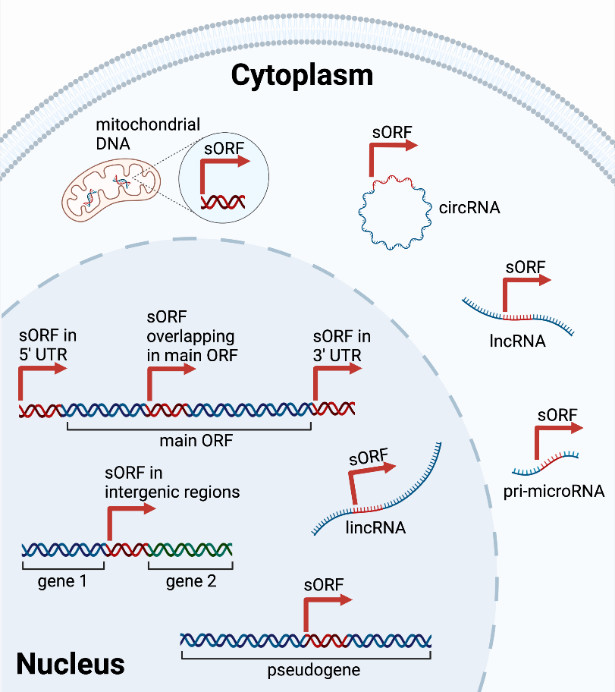 Strategi kenalpasti & pengesahan Bingkai Bacaan Terbuka Pendek (sORF ...