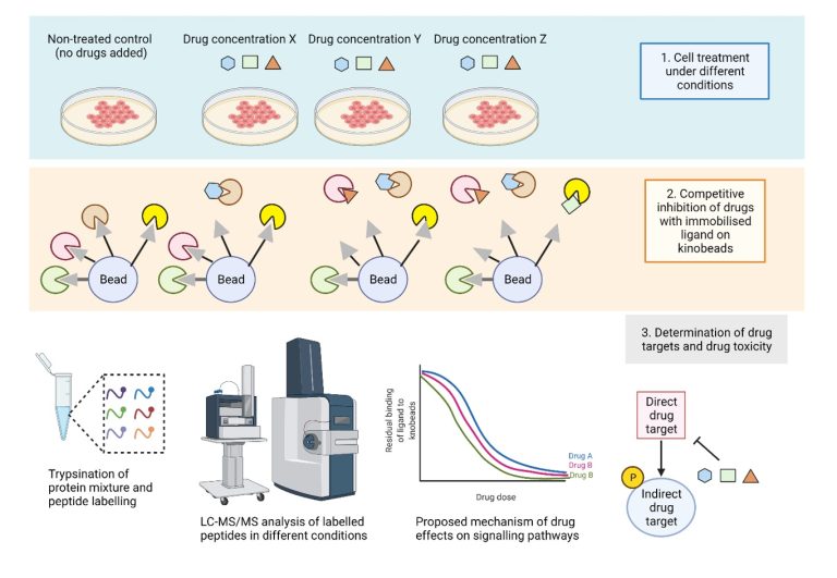 Kinobeads Profiling To Study Kinase Inhibitor: A Chemical Proteomic ...