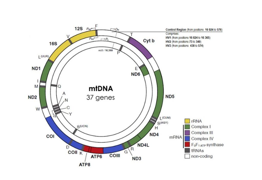 Implikasi Keabnormalan Mitokondria DNA (mtDNA) Pada Kesihatan | UKM ...