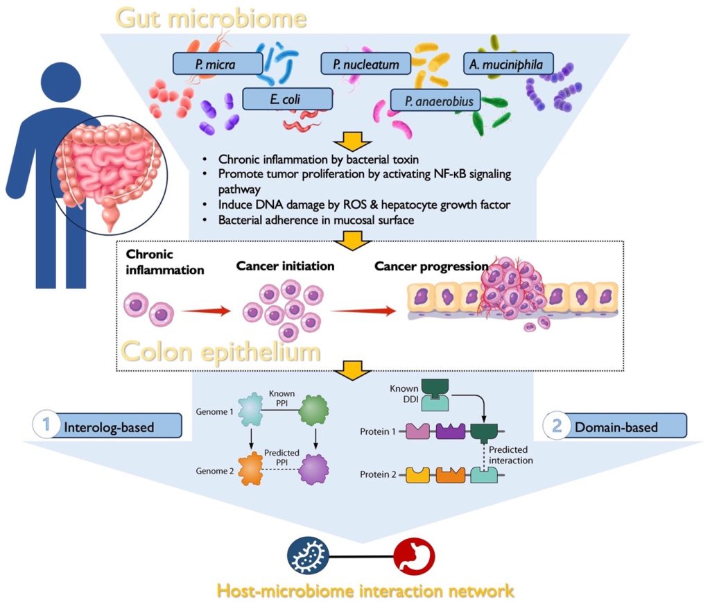 Disentangling Host-Microbiome Interactomes in Colorectal Cancer: A Network-Centric Approach ...