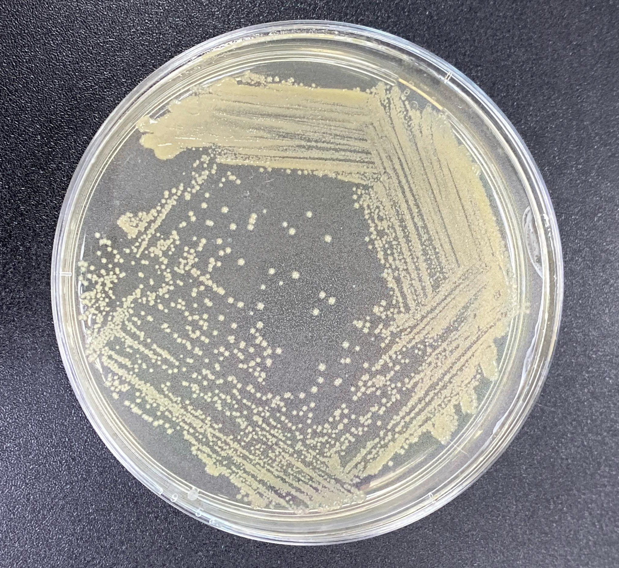 MRSA Infections in Malaysian Healthcare Settings | UKM Medical ...