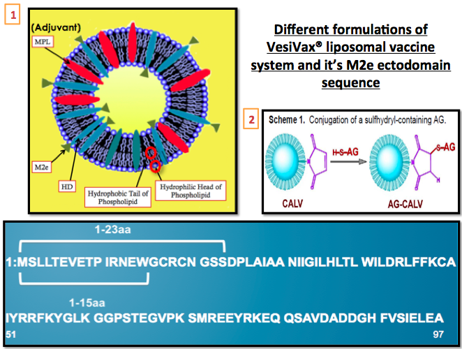Use of Different Formulations and Adjuvants to Optimize Liposomal ...